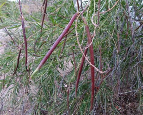 Types Of Trees With Long Seed Pods With Pictures