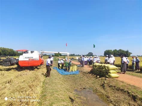 ဝါးခယ်မမြို့နယ် သဲကုန်းကျေးရွာ၌ မိုးစပါးစံကွက်ရိတ်သိမ်းပွဲကျင်းပ Information And Public