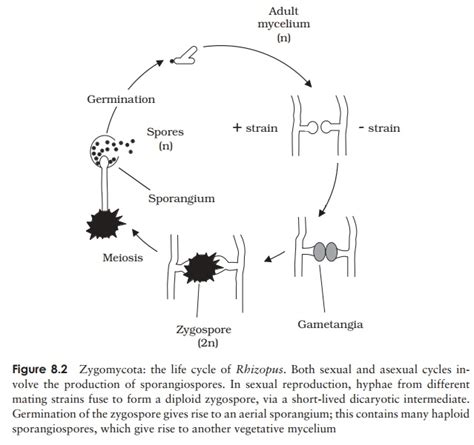 Phylum Zygomycota Life Cycle