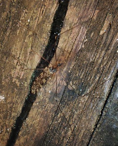 Limonia Annulata Bugguide Net