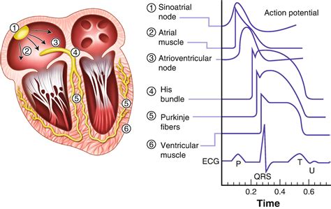 Ekg Part 1 Elektrofisiologi Jantung Difusi Review