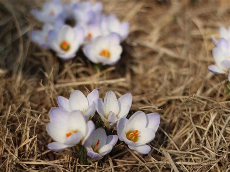 시청앞 사진관 On Twitter Rt Buwangbuwang 누가 꽃송이를 뿌린 것마냥 피어있는 크로커스 블루펄 꽃은 작지만 진짜 예쁘다 나도 크로커스가 가득