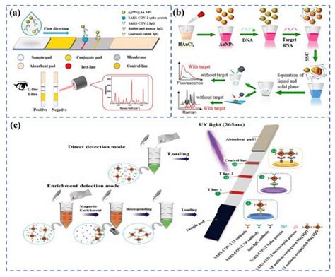 Fluorescence Biosensor For Sars Cov 2 Diagnosis Encyclopedia Mdpi