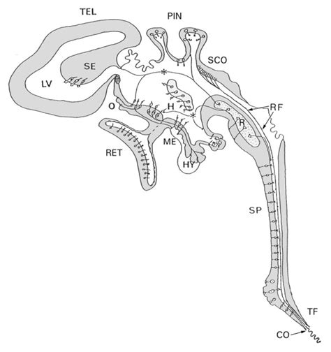 Neural Ventricular System Development Embryology