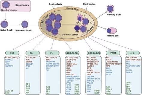 Types Of Lymphoma Understanding Hodgkin And Non Hodgkin Subtypes Brittos Brainwave