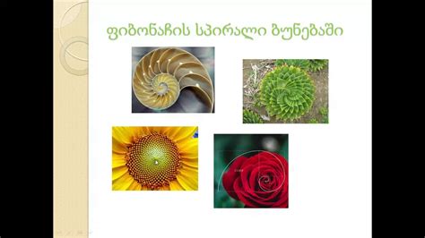 ოქროს კვეთა ფიბონაჩის რიცხვებში Youtube