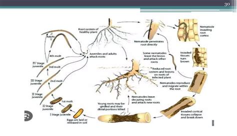 Host Parasite Relationship Of Nematodepptx