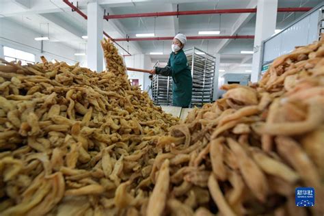 貴州黎平加快天麻采收加工助力復工復産 中國鄉村振興線上 國家鄉村振興資訊門戶