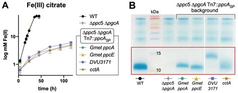 Successful Heterologous Expression Of Periplasmic Cytochromes From
