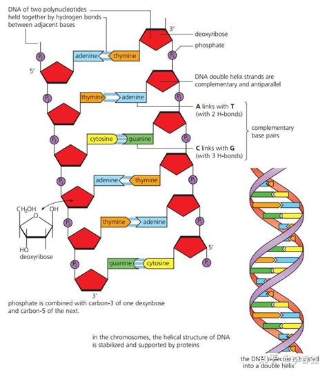 Topic 2 6 Structure Of Dna And Rna 核酸结构 知乎