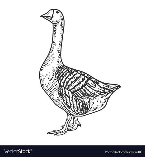 Рисунок гуся карандашом 68 фото