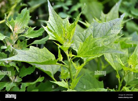Chenopodium Hybridum