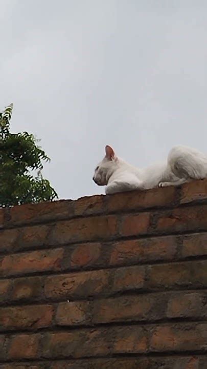 Live Life King Size Youtube