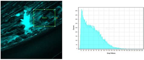 Development Of An Immunocapture Based Polymeric Optical Fiber Sensor For Bacterial Detection In