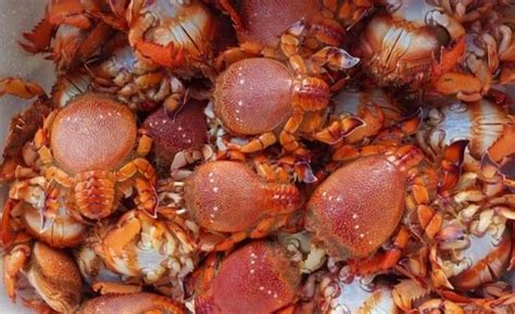 Cua Nhật Bản Món Quà Tuyệt Vời Cho Những Thực Khách Sành ăn Tour 24h