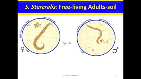 Strongyloides Stercoralis Male Vs Female