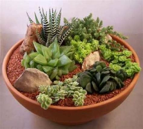Мини садик или композиция из суккулентов посадка уход