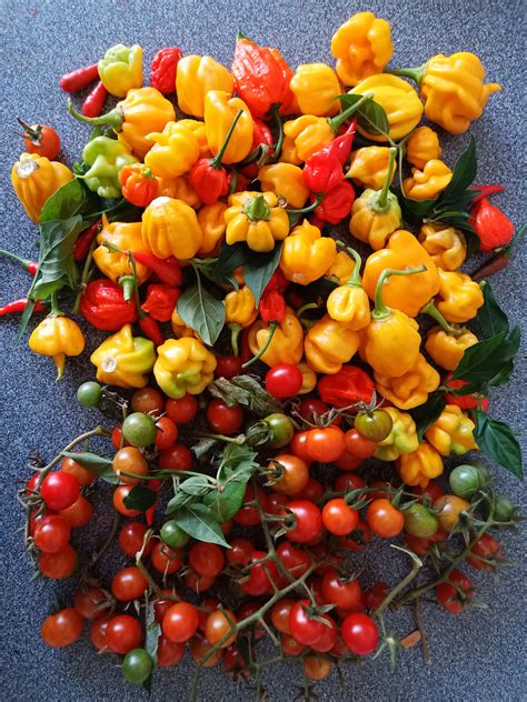 Super Hots And Cherry Tomatoes Rhotpeppers