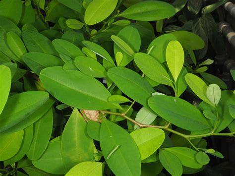Erythroxylum Coca Lam Plants Of The World Online Kew Science
