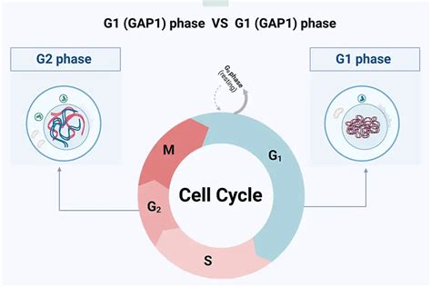 What Are The Differences Between G1 And G2 Phase 2025