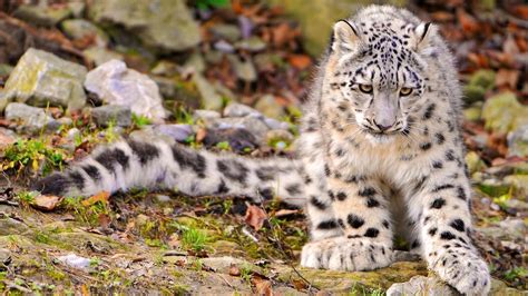 Snow Leopard Wallpapers Hd Wallpaper Cave