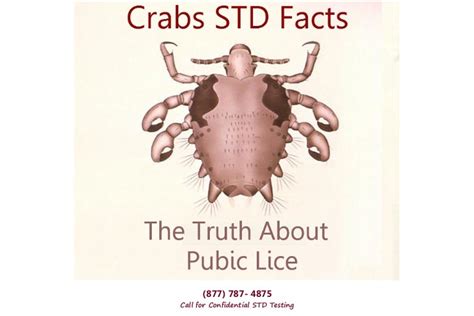 Crabs Std Why Youre At Risk