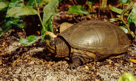 Identify Water Turtles
