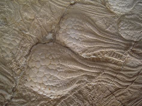 The Echinoblog Crinoid Fossil Forest Revisited
