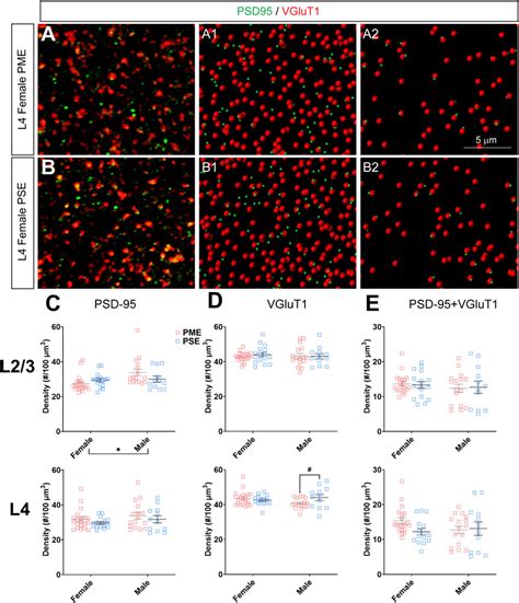 Frontiers Publishing Partnerships Sex Dependent Synaptic Remodeling