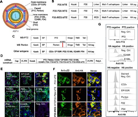 Anti Asfv P72 Mouse Monoclonal Antibody Proteintech Bioz