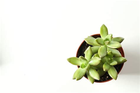 흰색 배경 상단 보기에 냄비에 아름다운 에크베리아 다육식물 0명에 대한 스톡 사진 및 기타 이미지 0명 관목 녹색 Istock