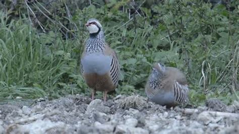 Red Legged Partridges Stock Video Clip K006 4114 Science Photo Library