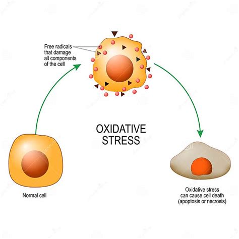 Oxidative Stress Vector Diagram For Your Design Educational Science