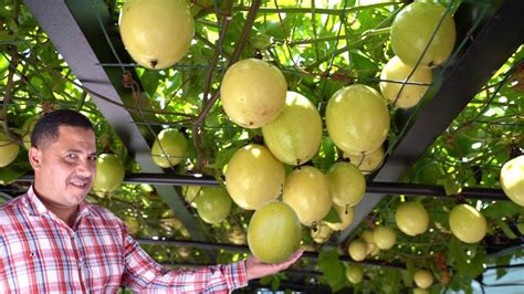 بخطوات بسيطة الباشن فروت هاتثمر عندك بسرعة وبكميات كبيرة جدا Youtube