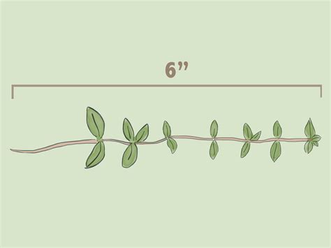 How To Grow Thyme 5 Steps With Pictures Wikihow