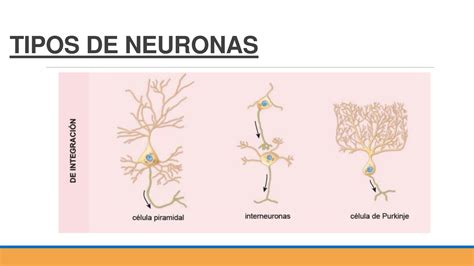 Histologia De Celulas Neurogliais