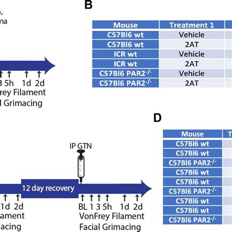 Injection And Testing Protocol And Treatment Groups Descriptions Of Download Scientific