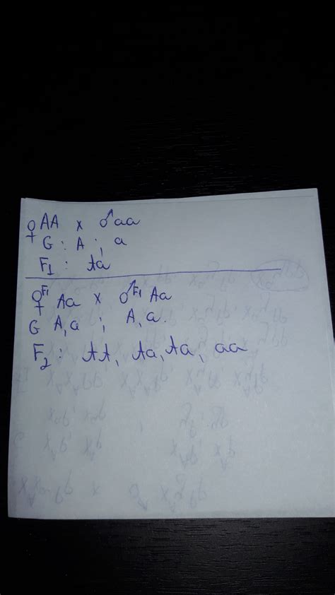 У помідорів домінантний алель А визначає високе стебло рецесивний а низьке Селекціонери