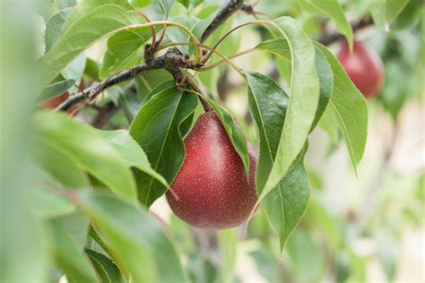 Optimising The Piqa®boo® Harvest · Plant And Food Research