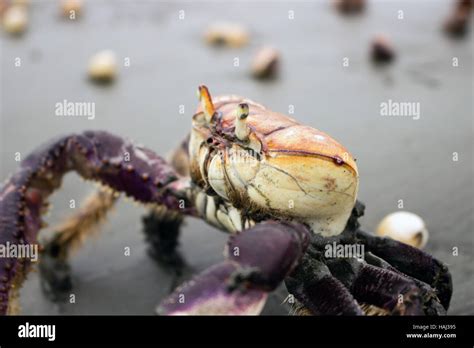 Mangrove crab Ucides cordatus known as caraguejo uçá walking on the beach with seashells