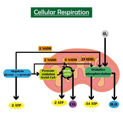 Aerobic Respiration Cellular Respiration Stock Cellular Respiration