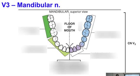 Mandibular Teeth Innervation Diagram Quizlet