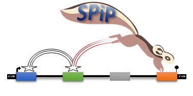 Github Lbgc Cfb Spip Splicing Prediction Pipeline