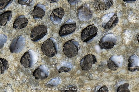 Surinam Toad Stock Photo Minden Pictures