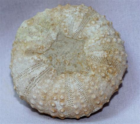 Cretaceous Echinoid Fossil Cretaceous Echinoid Fossil