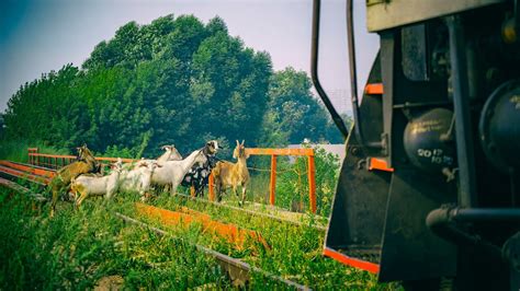 Козлы против поезда Youtube