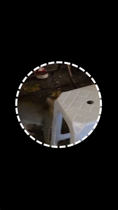 27岁志田千阳不仅美丽，更充满力量！赛前热身动作学起来，一起感受她的激情与拼搏！ 志田千阳 热爱羽球的女孩 球不落地永不放弃 志田千阳