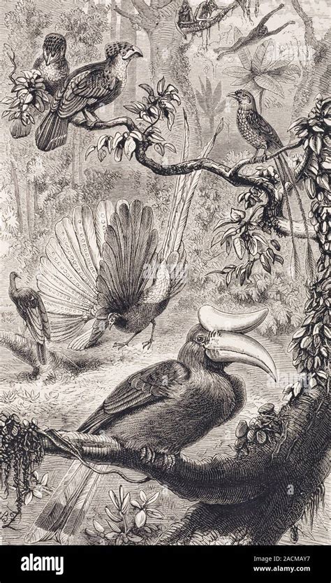 Malayan Forest Birds Plate 9 From Alfred Russel Wallaces The