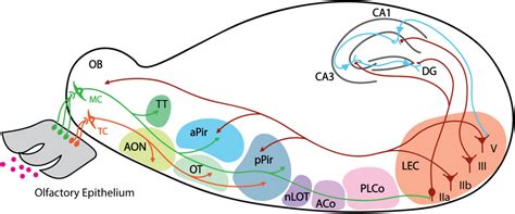 Frontiers Circuit Dynamics Of The Olfactory Pathway During Olfactory