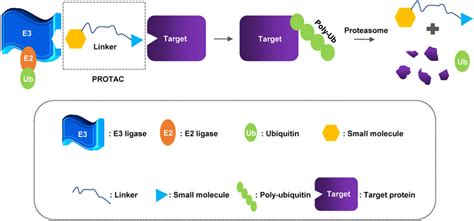 A Schematic Diagram Of The Small Molecule Based Protacs This Download Scientific Diagram